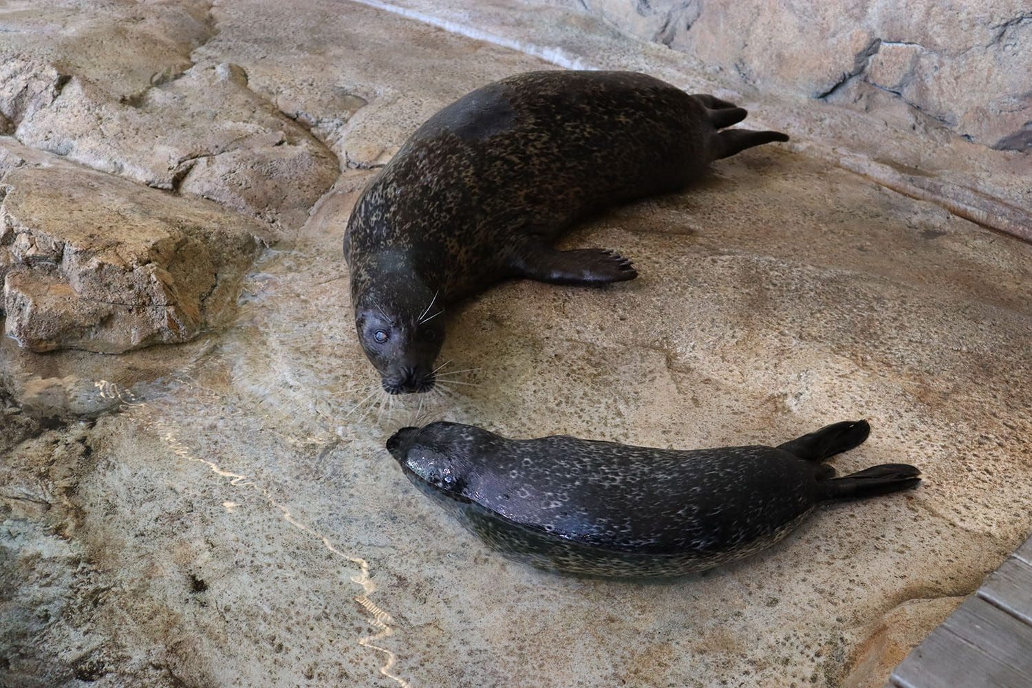 Milestone for Maritime Aquarium's newest seal | Nancy on Norwalk