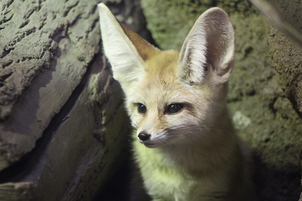 Two fennec foxes move into Maritime Aquarium | Nancy on Norwalk