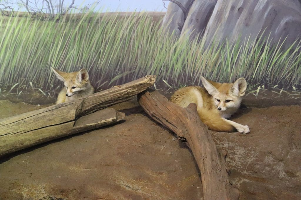 Two fennec foxes move into Maritime Aquarium | Nancy on Norwalk