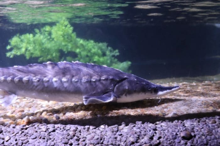 Kids can touch Atlantic sturgeons in Maritime Aquarium's new tank ...