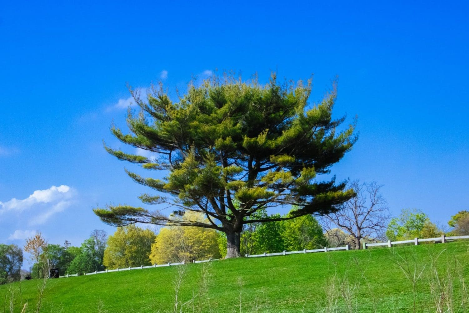 Events | | Nancy on Norwalk